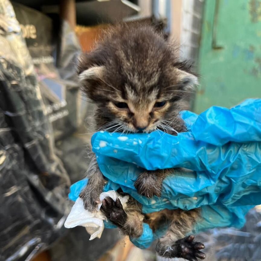 Отдаем котят (две недели) в добрые руки