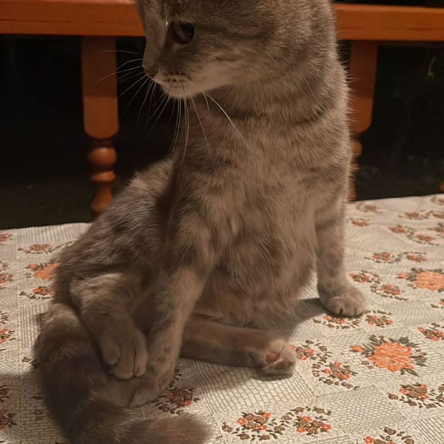 Шотландская вислоухая кошка бесплатно