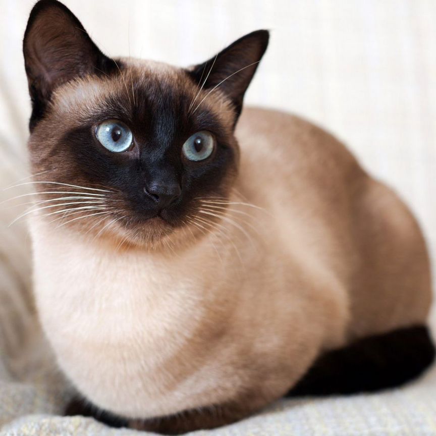 Сиамская кошка, взрослая