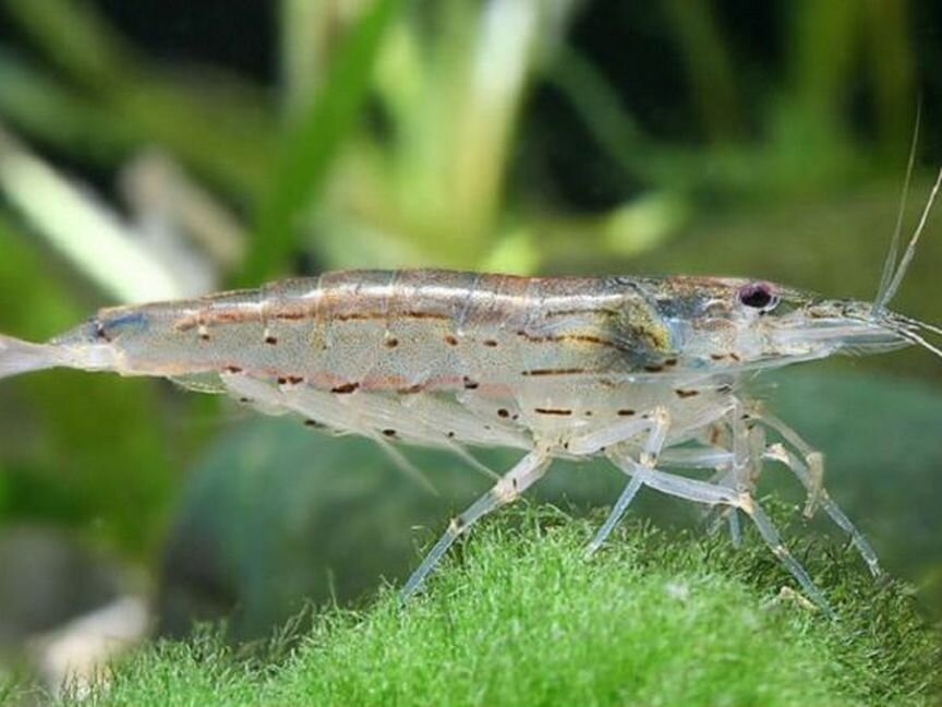 Креветки амано