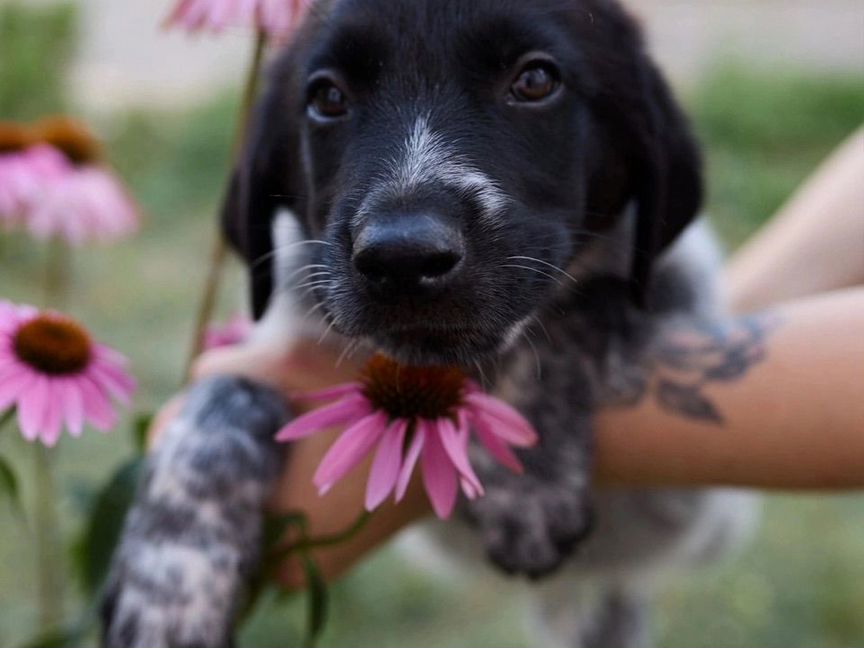 Щенок в добрые руки бесплатно
