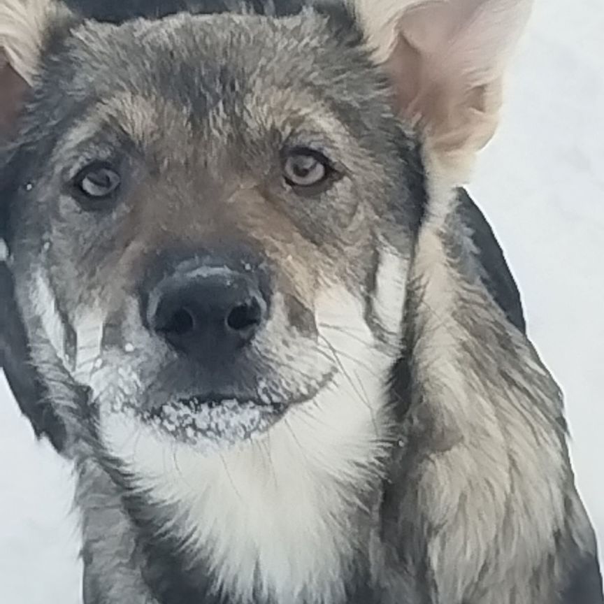 Щенок от частного владельца