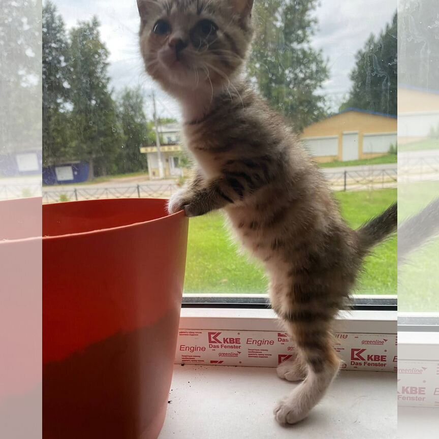 Кошечка в добрые ручки