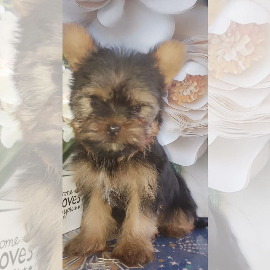 Йоркширский терьер, щенок