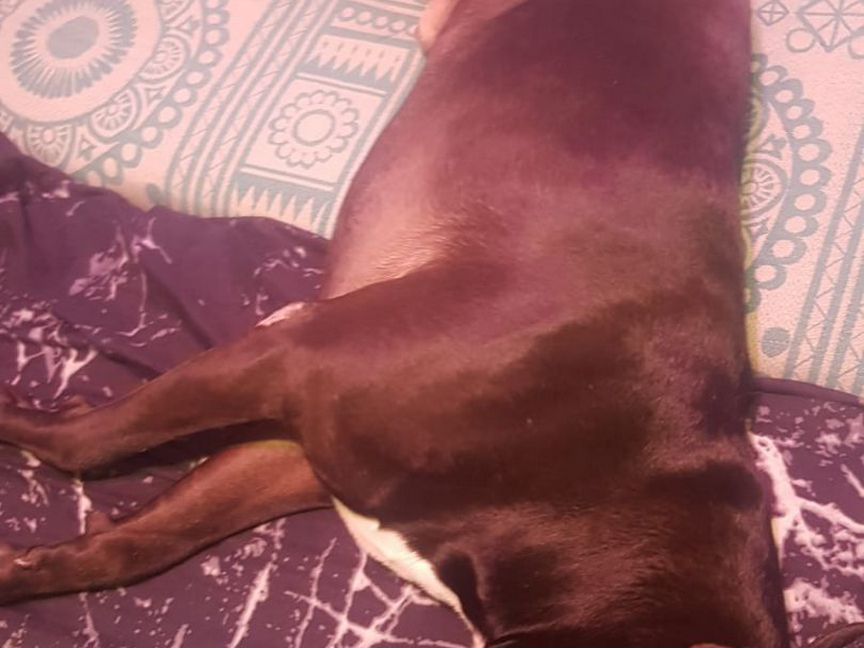 Продается питбуль