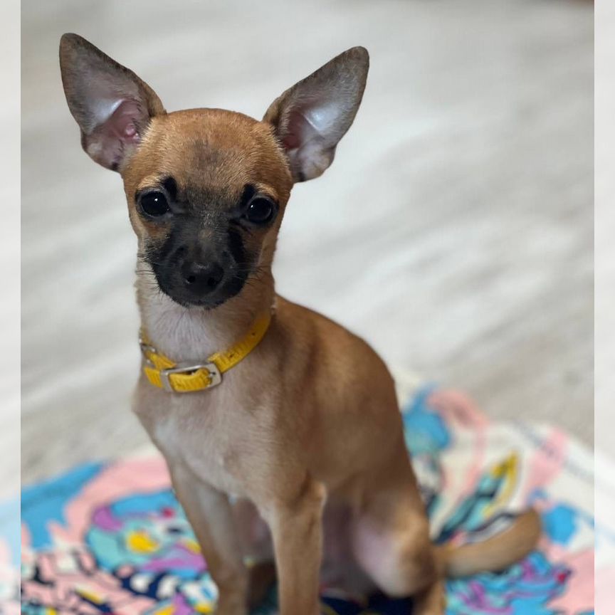 Русский той-терьер, щенок