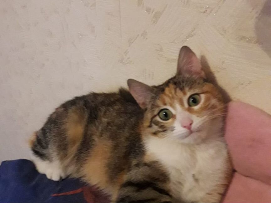 Кошечка в добрые руки