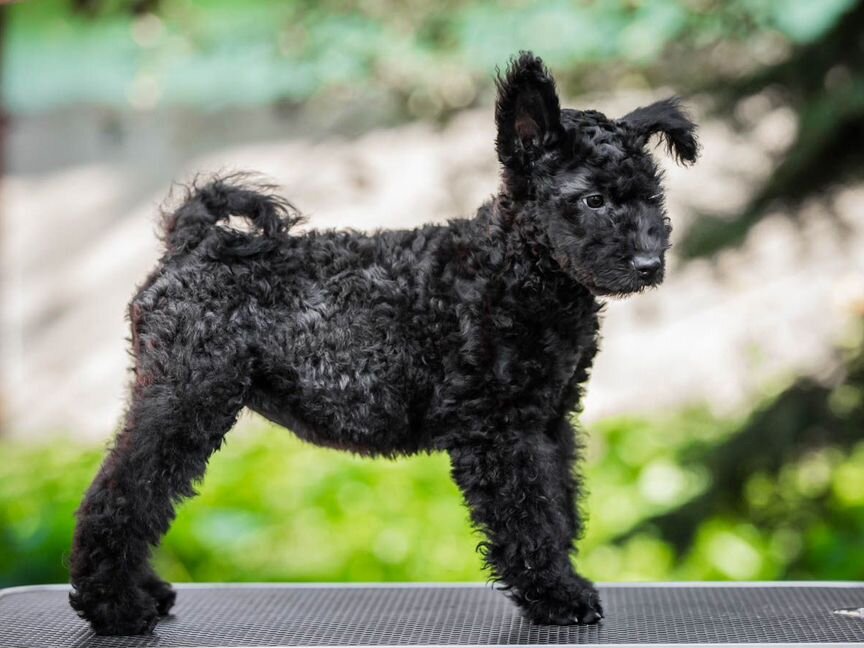 Пуми - Национальное достояние Венгрии