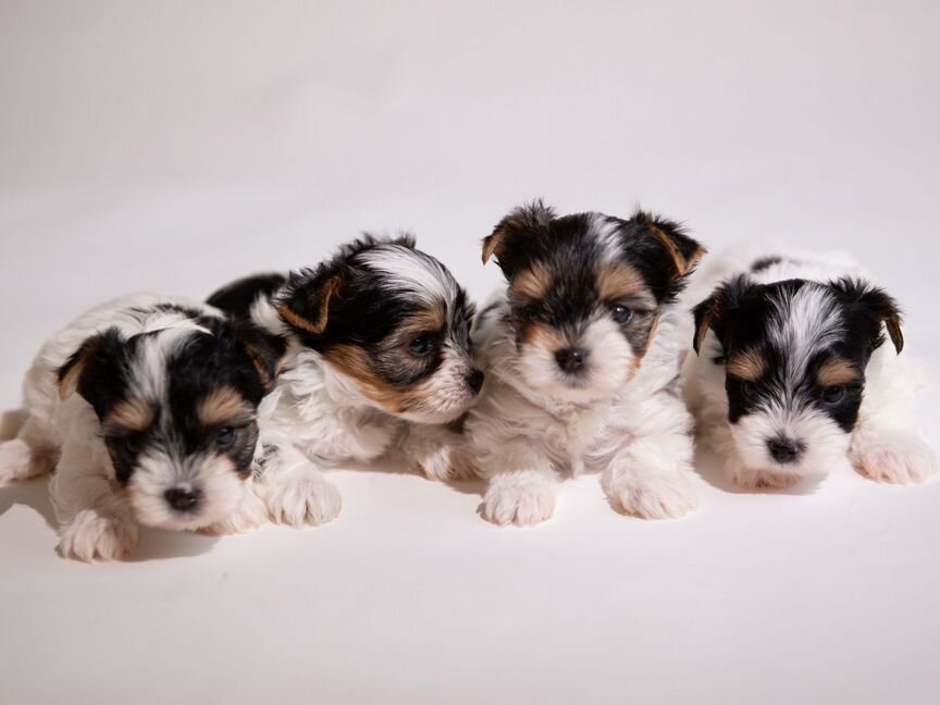 Щенки бивер йорка мини