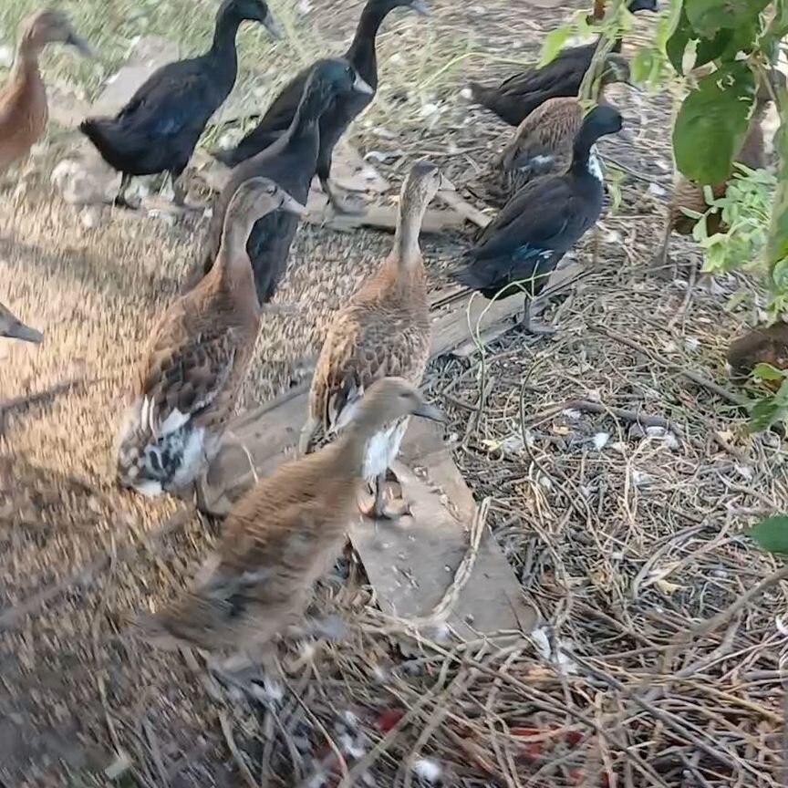 Утки индийский бегунок