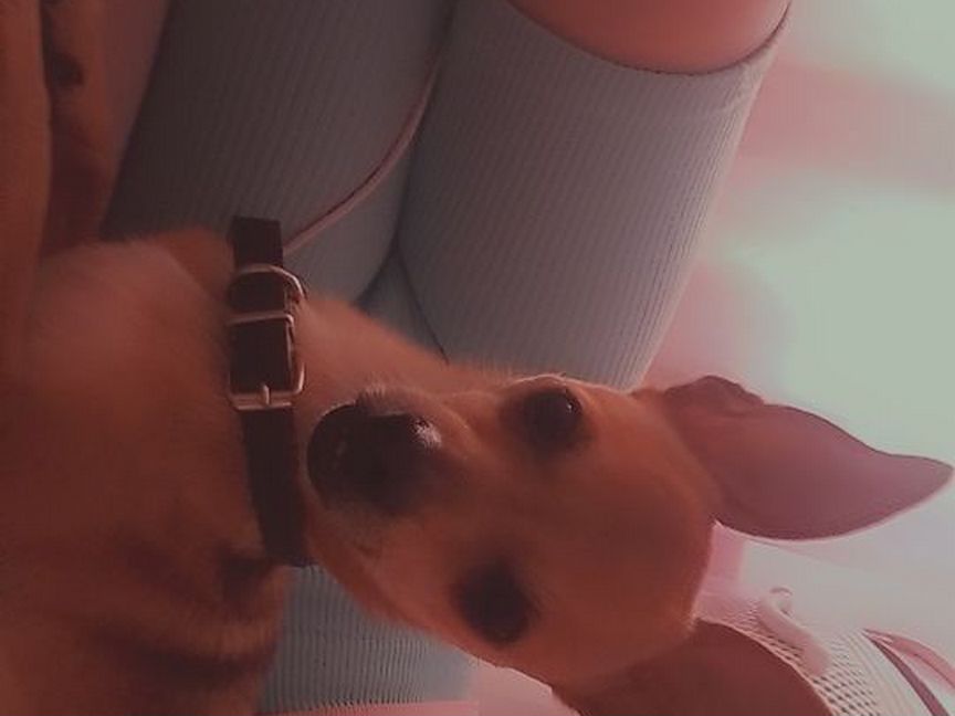 Отдам бесплатно собаку той-терьера