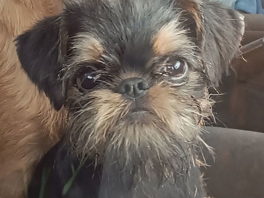 Малыш гриффон