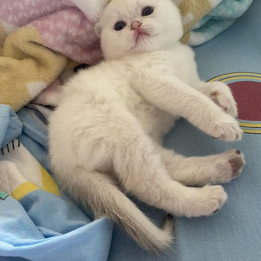 Котята Шиншилла