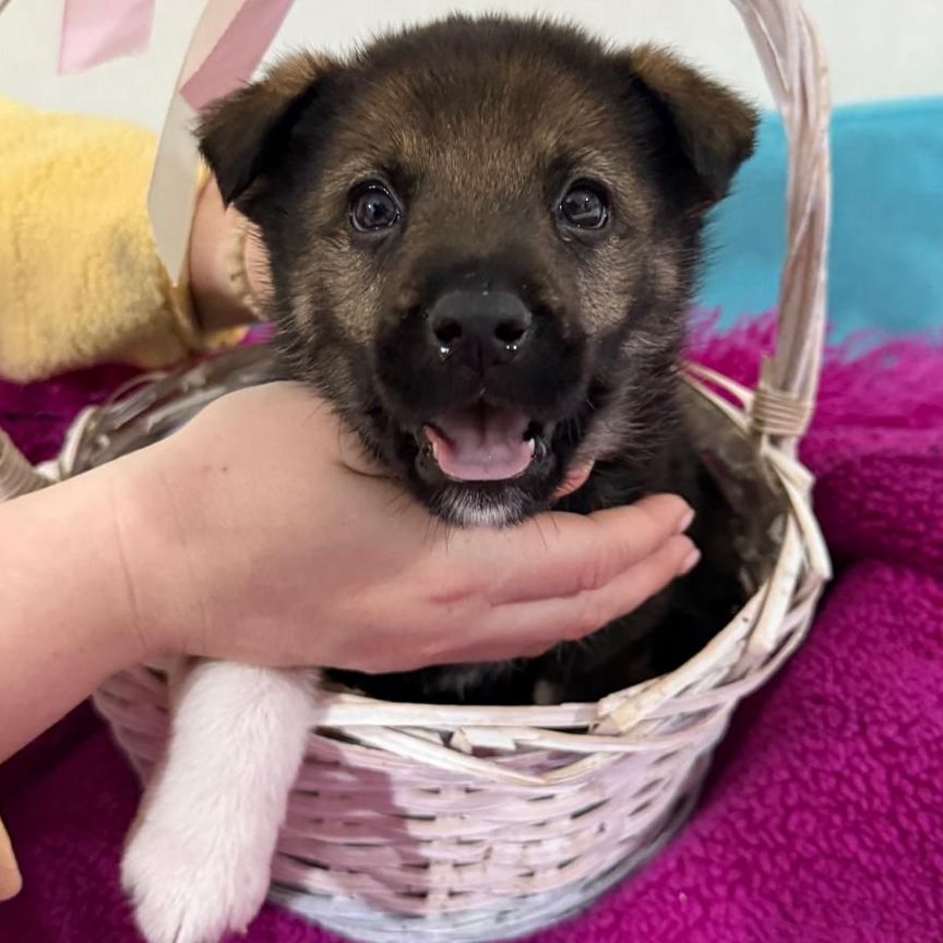 Щенок в добрые руки