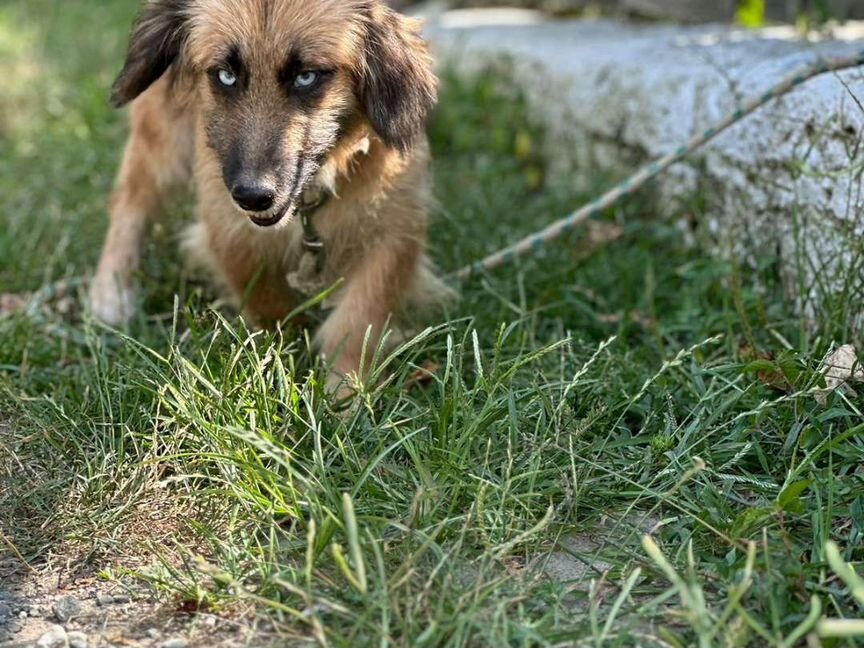 Собака в добрые руки