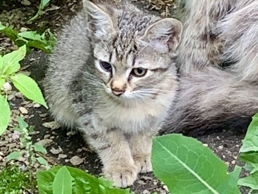 Котята в добрые руки