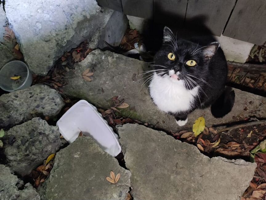 Кот, живущий на улице