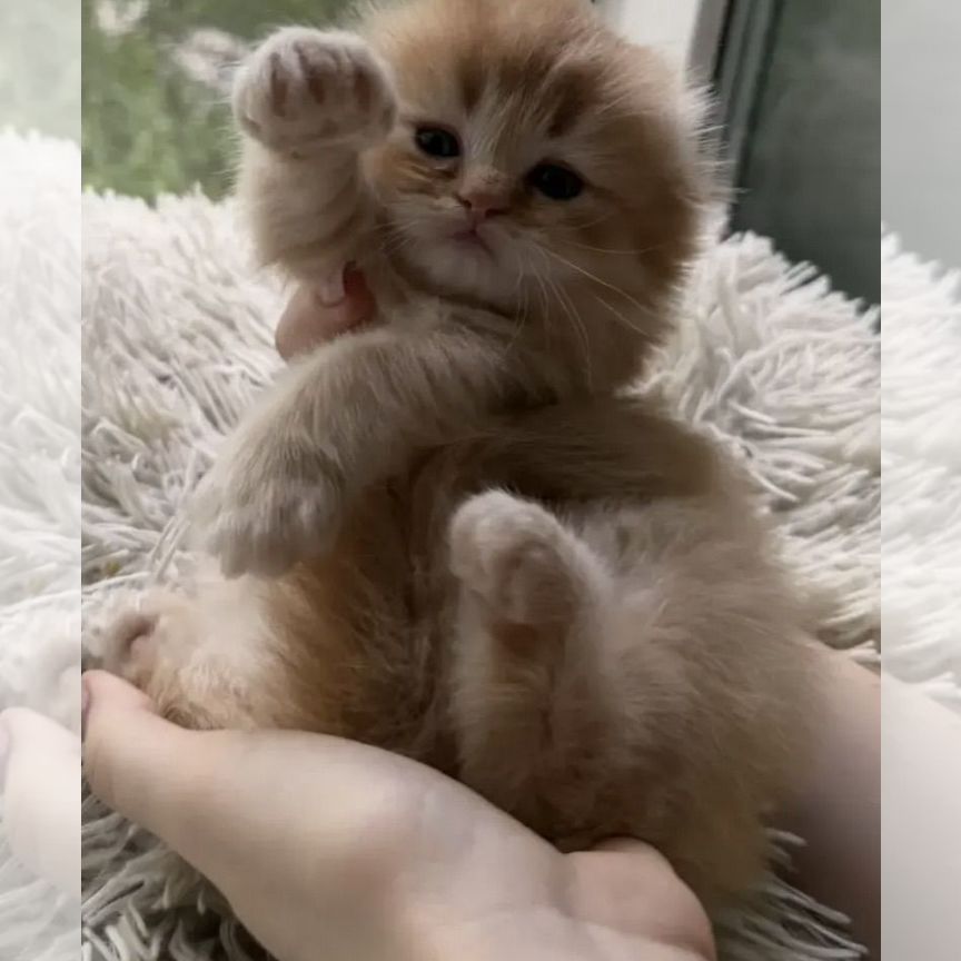 Шотландский вислоухий длинношёрстный котёнок