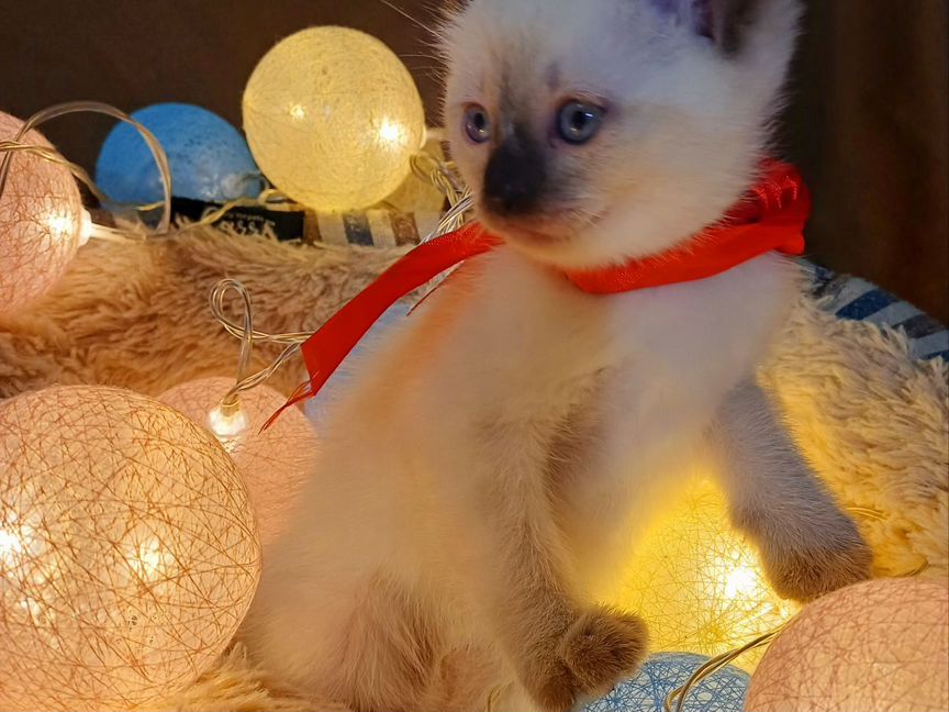 Тайские котята