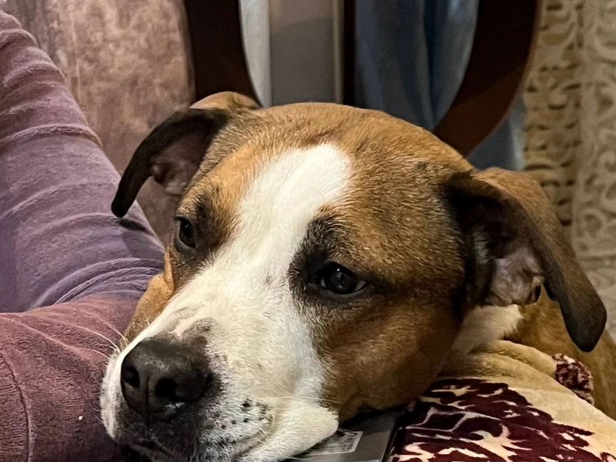 Отдам собаку в хорошие руки