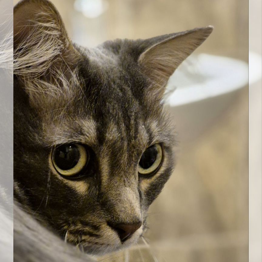 Взрослый кот в добрые руки