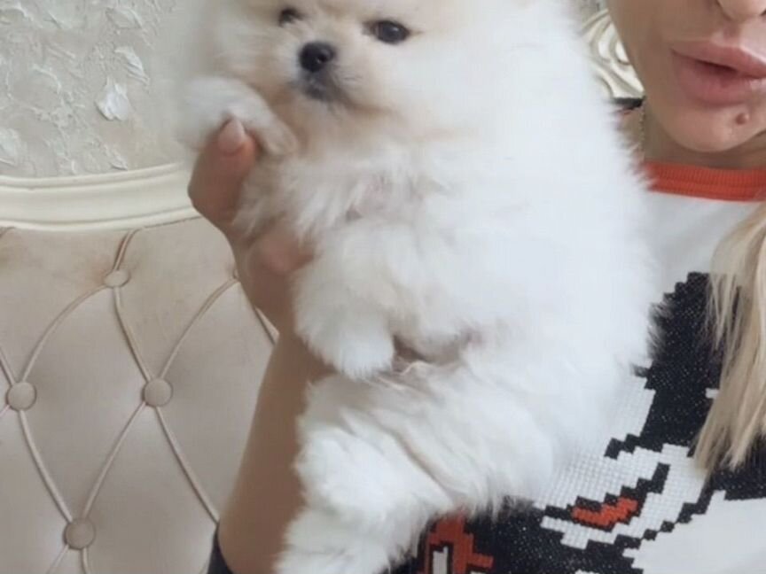Мини шпиц