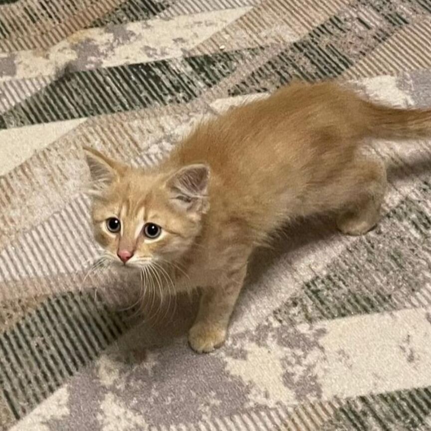 Котенок ищет дом