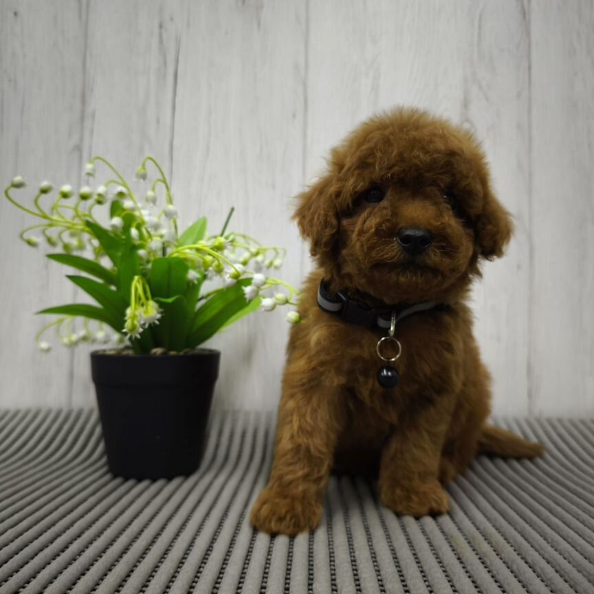 Той-пудель, щенок