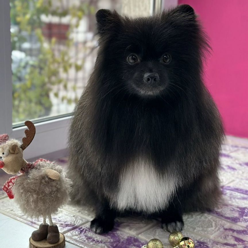 Немецкий шпиц, взрослая собака