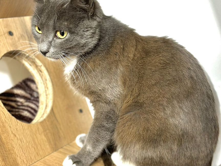 Котик кастрированный