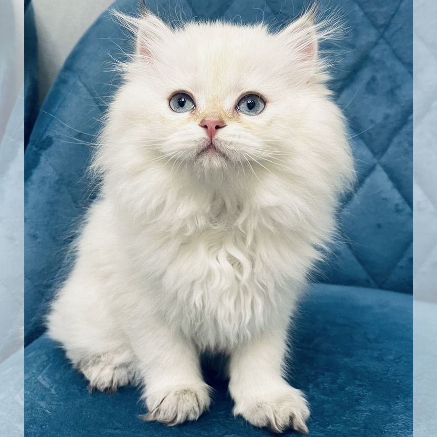 Котята Британской шиншиллы (чистопородистые)