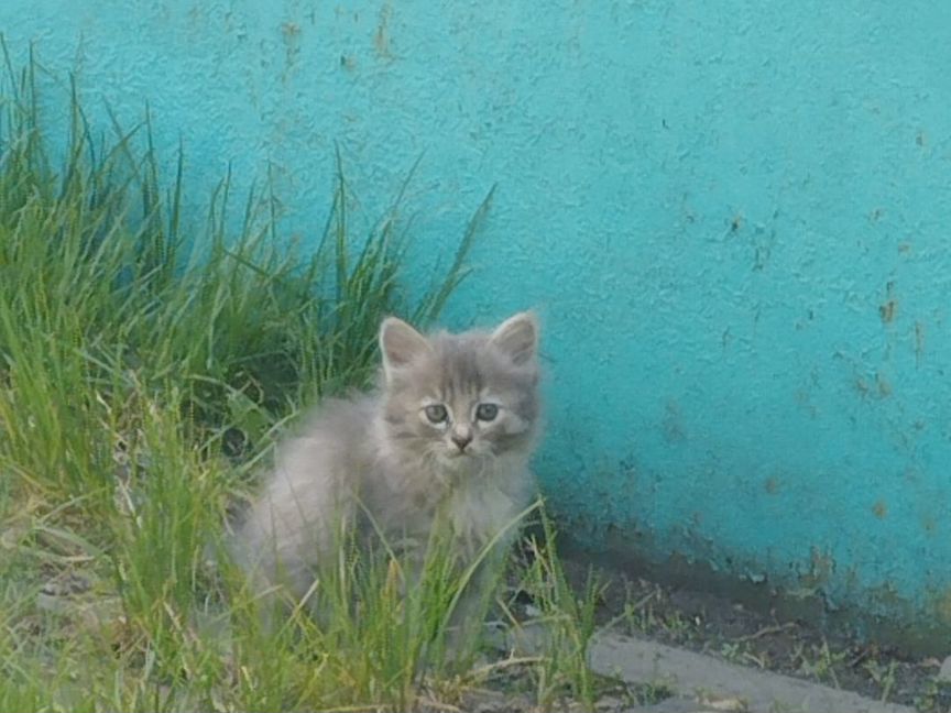 Отдам кошечку 2 месяца