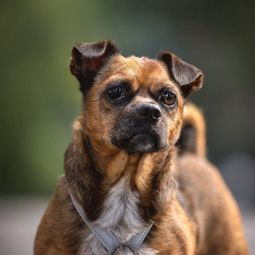 Сеня ищет дом