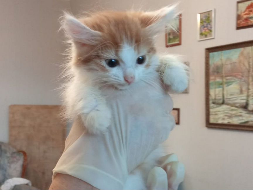 Рыже + белый котёнок, мальчик в добрые руки