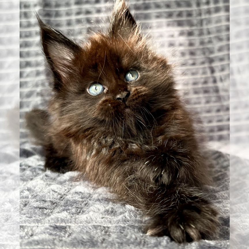 Мейн-кун котенок