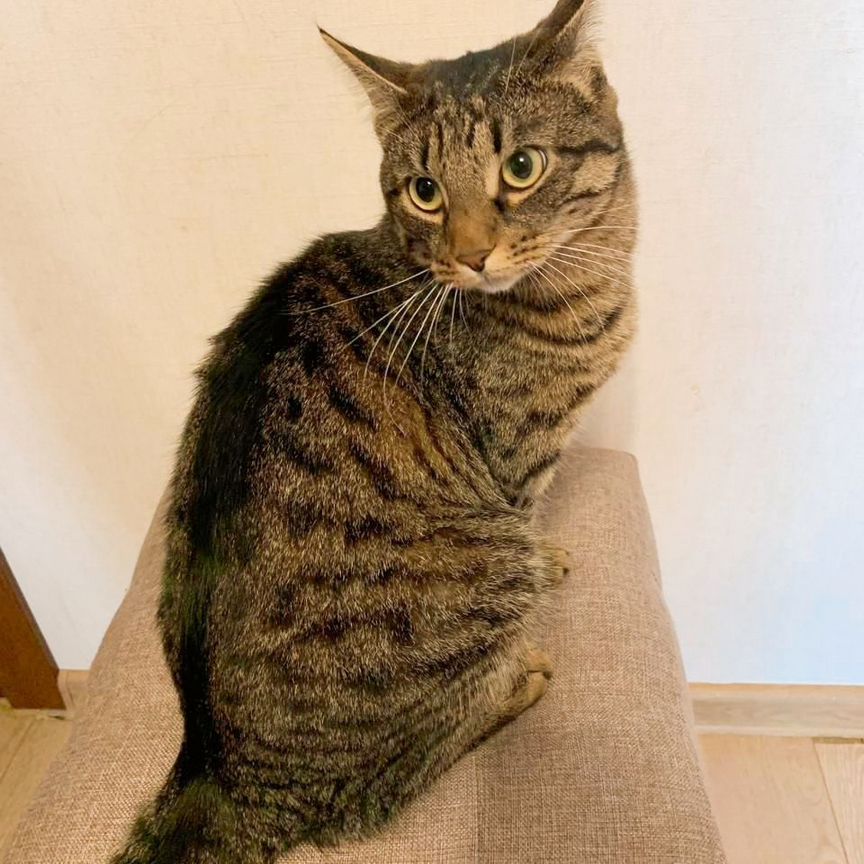 Кот мышелов