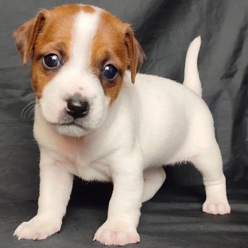 Джек-рассел-терьер, щенок