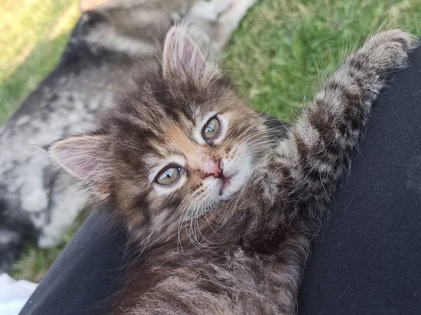 Отдам в добрые руки маленькую кошечку