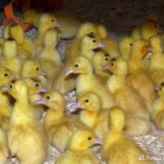 Утята муларды подрощеные