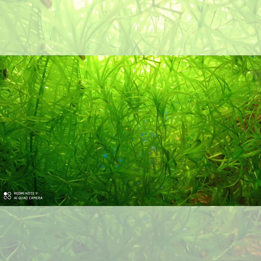 Наяс аквариумное растение