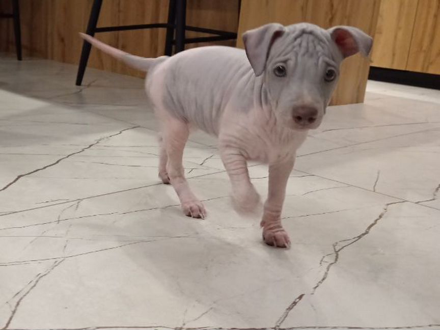 Щенки голыши