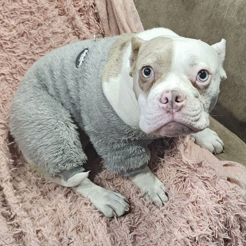 Щенок Амбулли