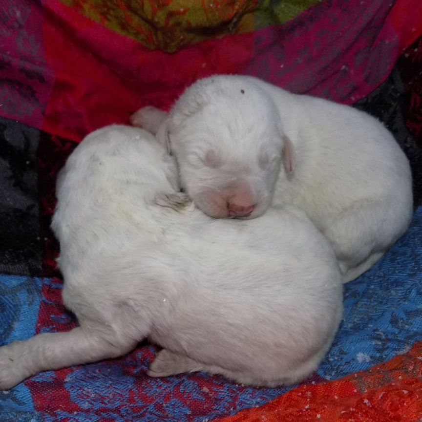 Среднеазиатская овчарка, щенок