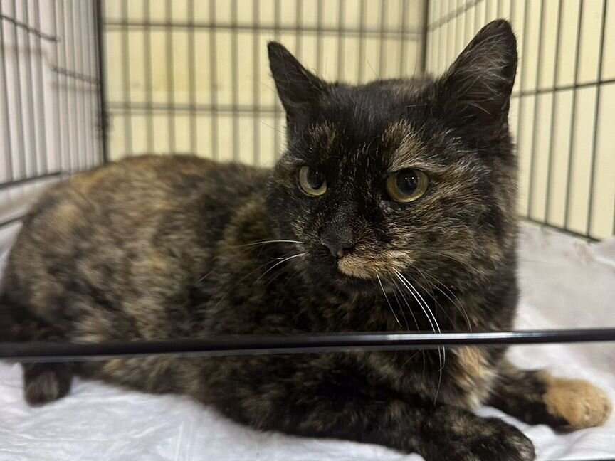 Интеллигентная ласковая кошечка