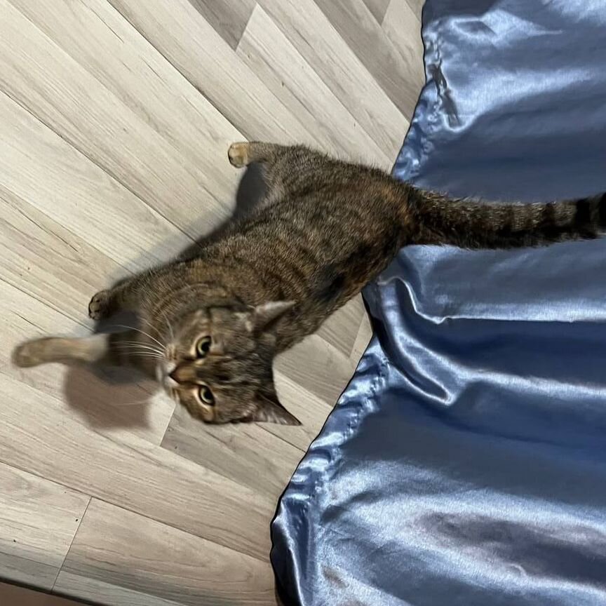 Взрослая, кошка в добрые руки