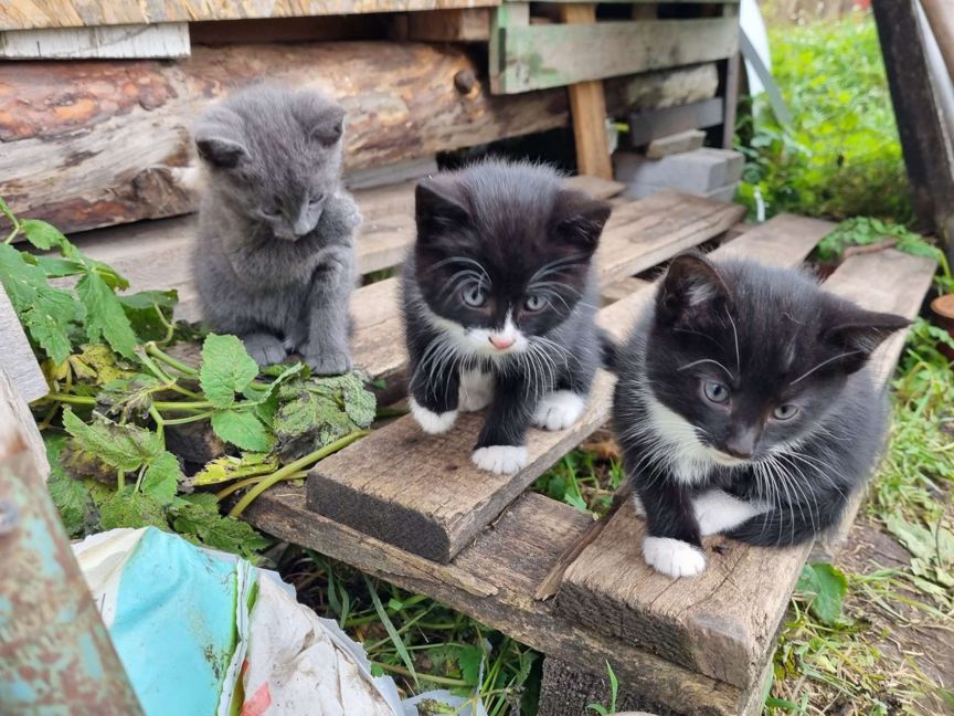 Котята в добрые руки