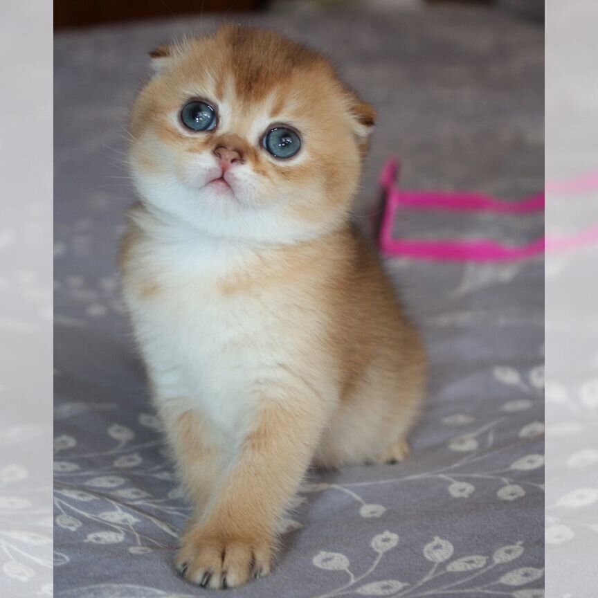 Котята золотая шиншилла