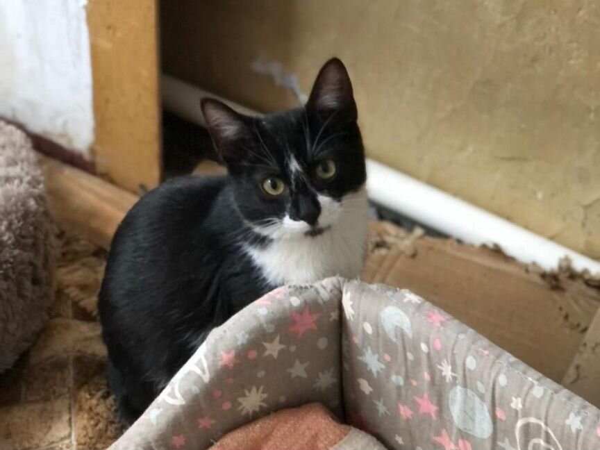 Котенок 4,5 месяца