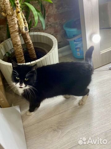 Кошка в дар бесплатно