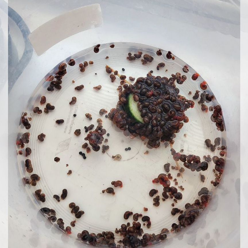 Улитки на корм